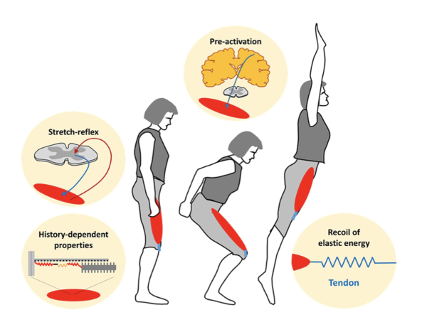 Les mécanismes de contraction musculaire SSC - Organisme de formation ...